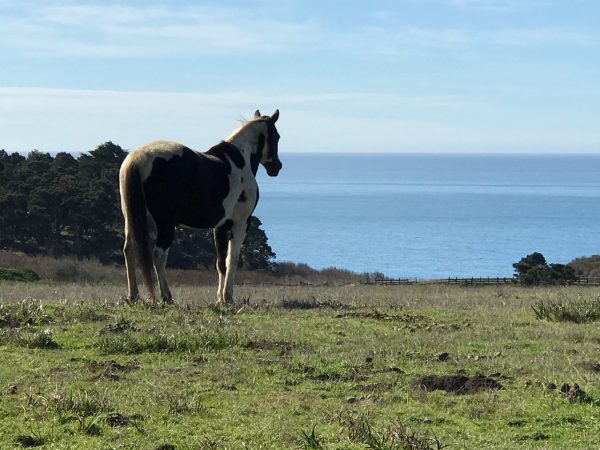 California Cattle Ranches for Sale